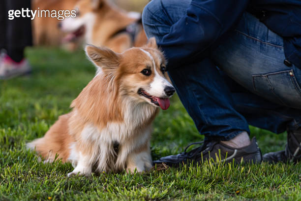 the Welsh corgi Pembroke fluffy sits at the owners feet in a green ...