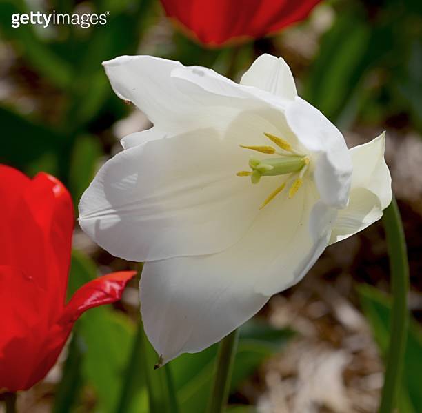 Close up side view shot of a blooming white tulip 이미지 (1284379293) - 게티 ...