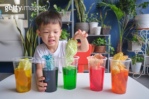 Asian kindergarten boy having fun making Rainbow Cabbage Experiment ...