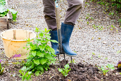 Mature woman hand taking out weeds plants from earth in garden ...