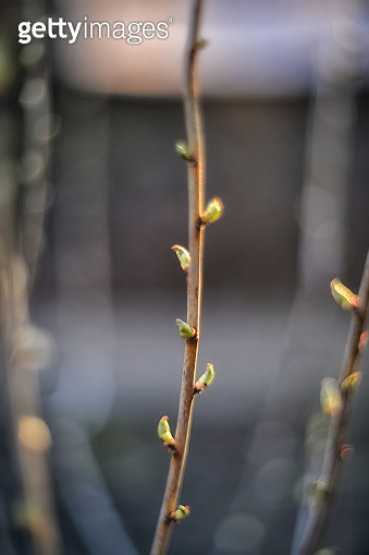 defocus first buds on a branch in spring, on a blurry sunny spring ...