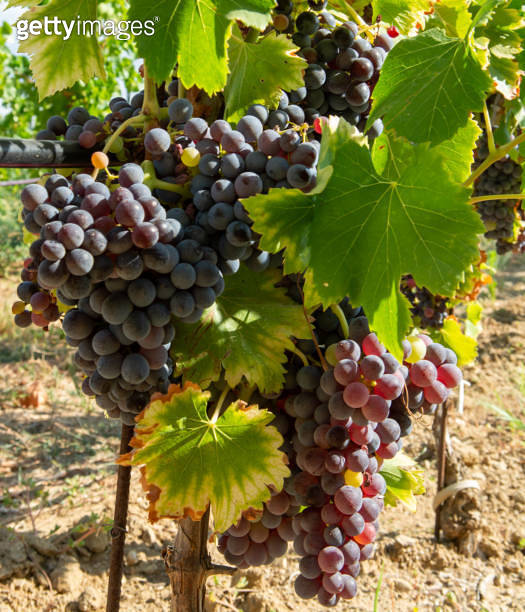 Ripe black or blue carignan wine grapes using for making rose or red ...