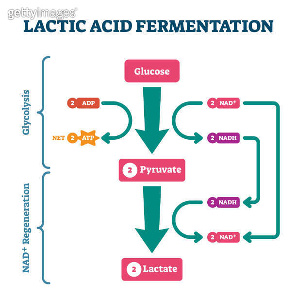 Lactic acid fermentation process scheme, labeled vector illustration ...
