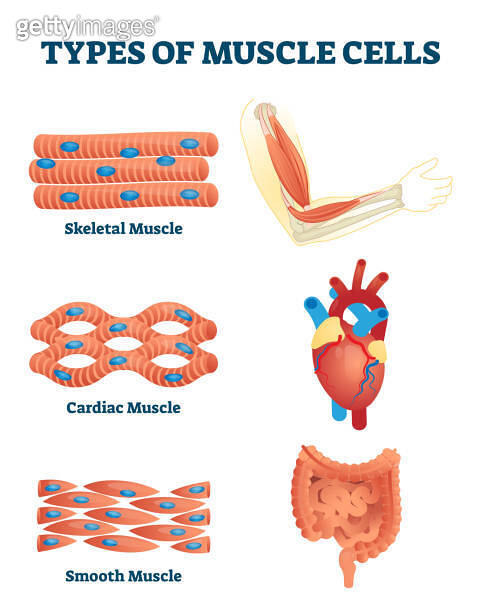 Types of muscle cells vector illustration. Labeled soft tissues ...