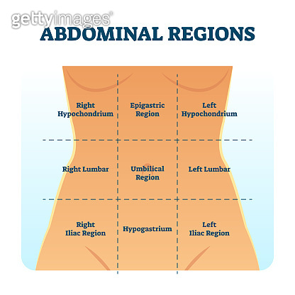 Abdominal quadrant regions scheme as stomach division vector ...