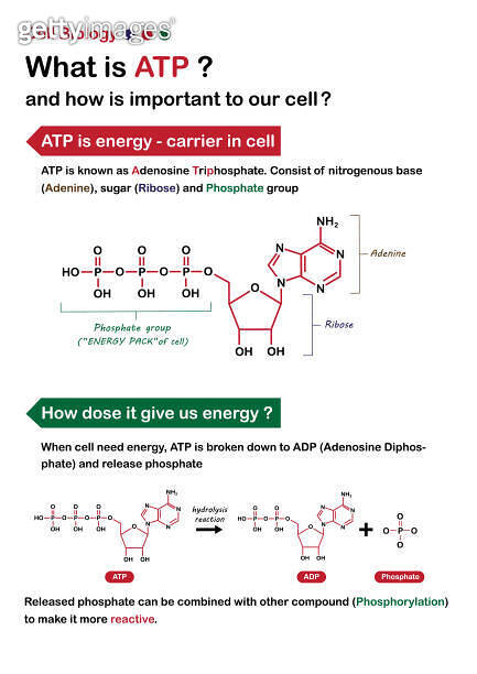Scientific infographic explain about ATP (Adenosine triphosphate) and ...