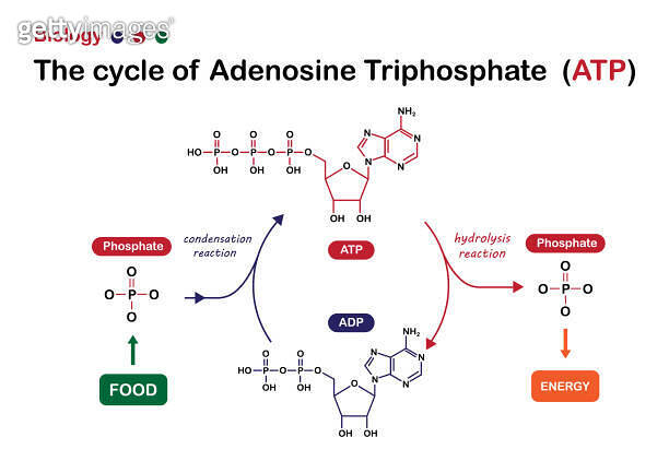 Biology diagram show Adenosine triphosphate (ATP) cycle for energy ...