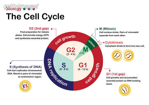 Biology diagram show infographic of cell cycle. The growth, DNA ...