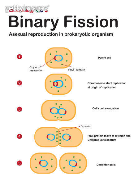 microbiology diagram show step of Binary fission in asexual ...