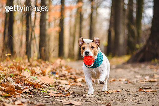 Happy pet dog playing fetch game on sunny october day in fall park 이미지 ...