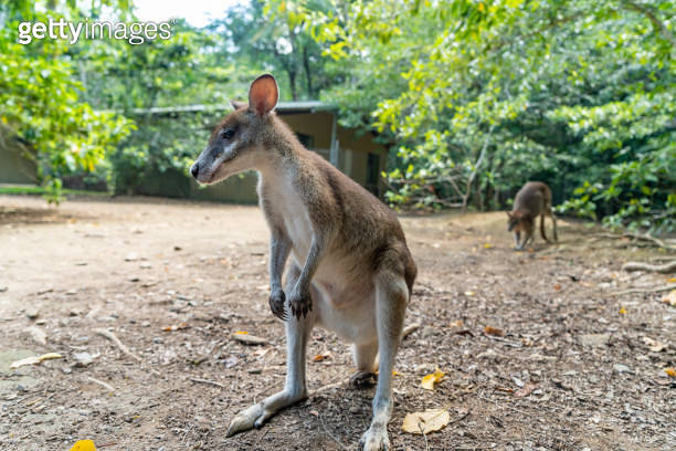 Wallabies in Daintree rainforest, Queensland, Australia 이미지 (1218034874 ...