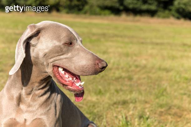 Profile portrait of a dog of breed Weimaraner on the green lawn ...