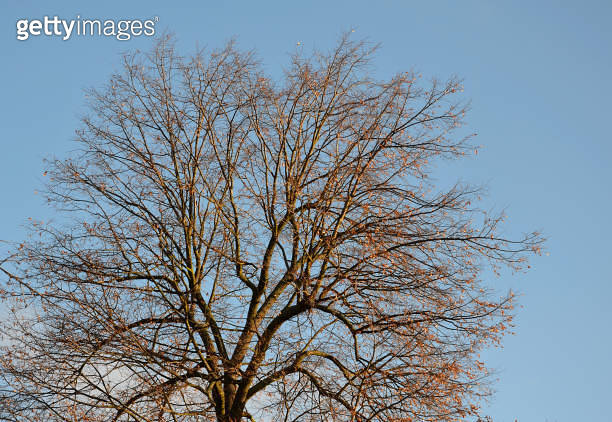 linden tree crown about a hundred years old against a blue sky in ...