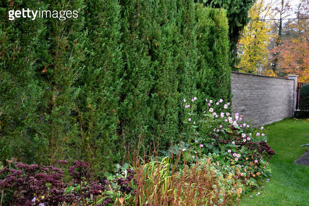 The cypress hybrid grows rapidly and forms beautiful hedges of ...