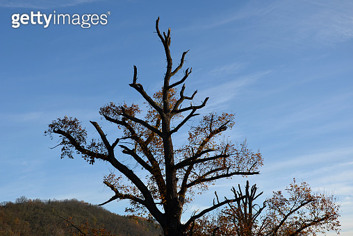 safety cut by an arborist withered old oak tree. all major branches are ...