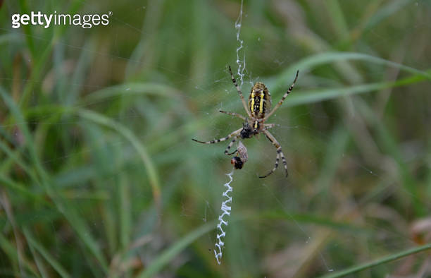 The striped crusader (Argiope bruennichi) is a subtropical spider from ...