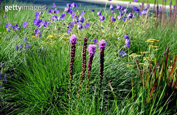 the richest color in a shade of purple and is lower than the basic ...