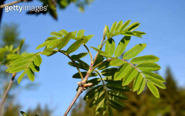 Sorbus aucuparia The rowan bird is often confused with ash because it ...
