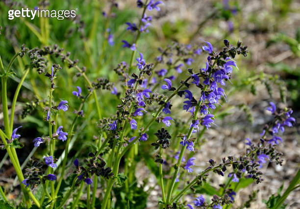 Salvia pratensis meadow and steppe sage plant grows in dry places its ...