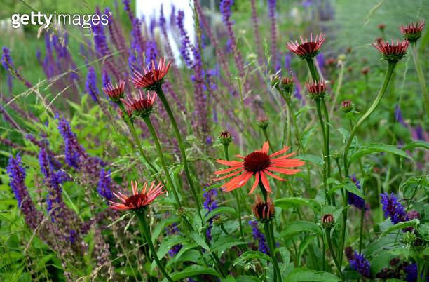 echinacea purpurea hot lava is a distant glowing conifer with flowers ...