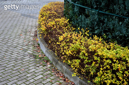 yellow-leafed low bushes in a flowerbed on the street, shaped into a ...