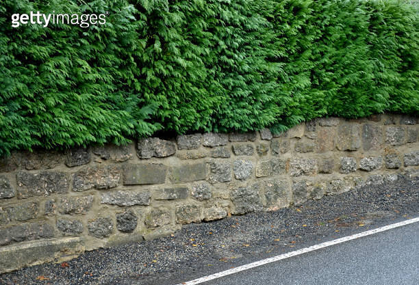 The cypress hybrid grows rapidly and forms beautiful hedges of ...