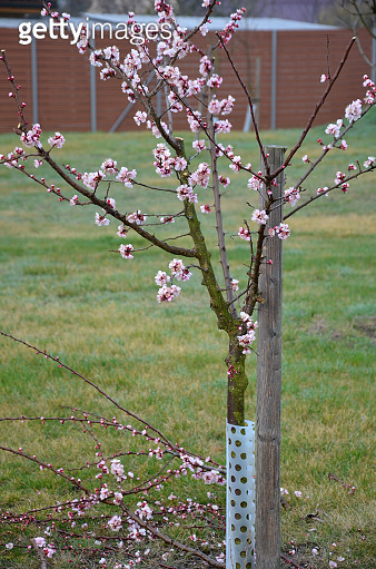 Prunus armeniaca Armeniaca vulgaris apricot tree in bloom just pruning ...