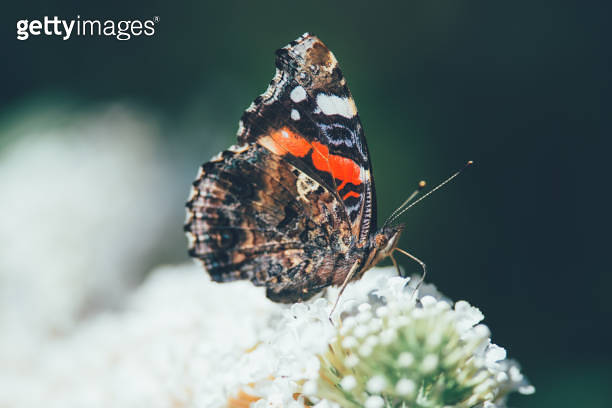 Beautiful atalanta butterfly / red-winged butterfly with closed wings ...
