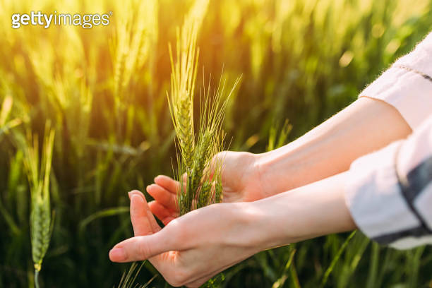woman checks the Wheat Crop. Wheat sprouts in the farmer's hand 이미지 ...