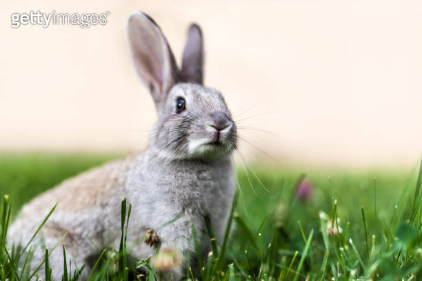 Wild rabbit close up on the grass 이미지 (1261885699) - 게티이미지뱅크