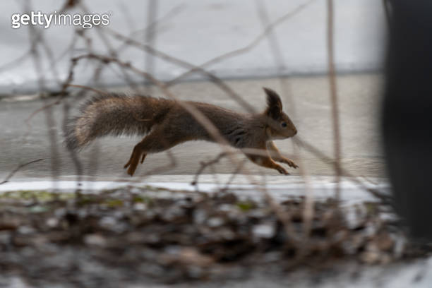 Red eurasian squirrel on the ground in the park run away, close-up. 이미지 ...