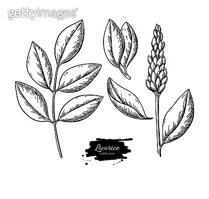 Licorice plant vector drawing set. Botanical branch with flower and ...