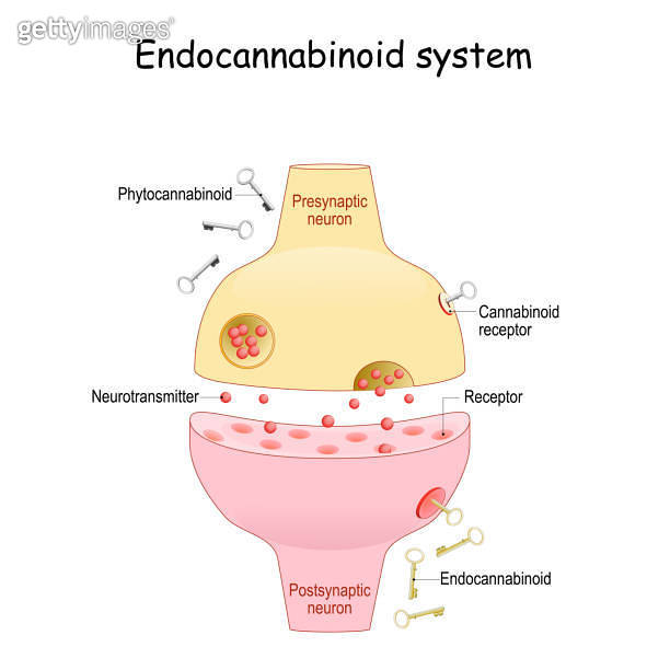 pharmacological effects of cannabis. Two neurons with receptors 이미지 ...