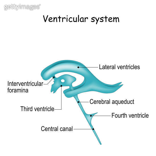 Ventricular system anatomy. (1206520192) 일러스트, 무료 일러스트 - 게티이미지뱅크