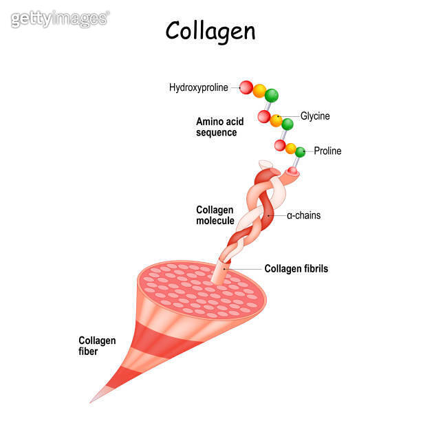 collagen anatomy. Structure of collagen fibers 이미지 (1270199070) - 게티이미지뱅크