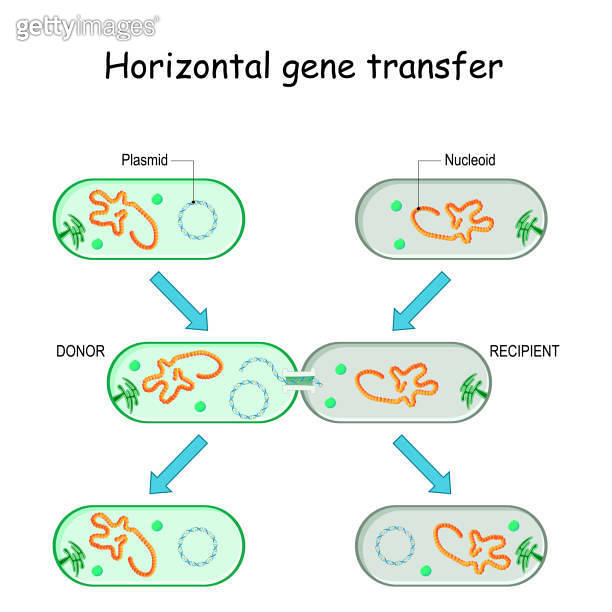 Horizontal gene transfer for example bacteria 이미지 (1231722303) - 게티이미지뱅크