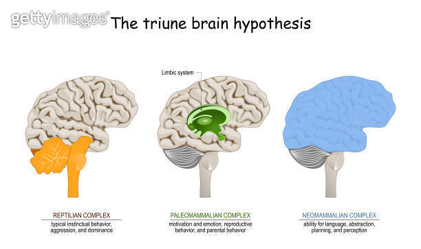 triune brain hypothesis. theory about evolution of human's brain ...