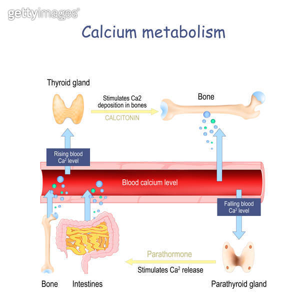 Calcium metabolism, and impact on human organs. vitamin d deficiency ...