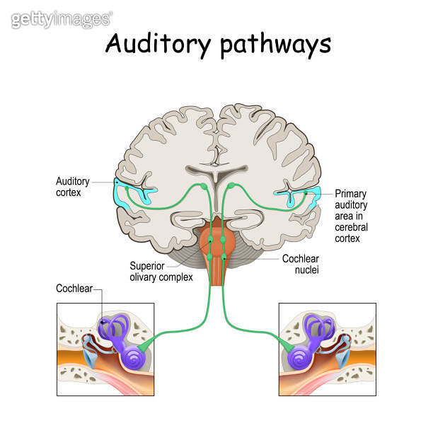 auditory pathways from cochlea in ear to cortex in brain (1210416872 ...
