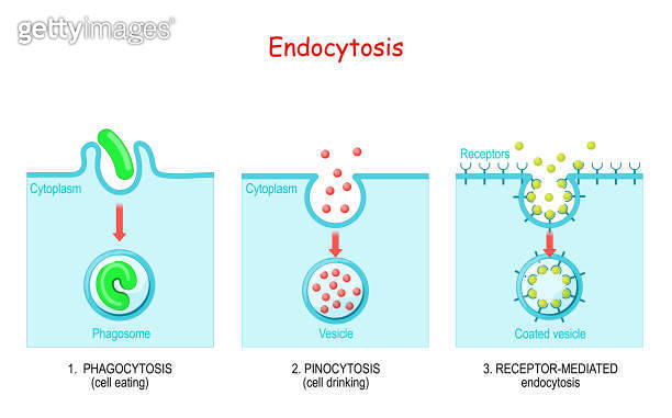 endocytosis. phagocytosis, pinocytosis, receptor-mediated endocytosis ...