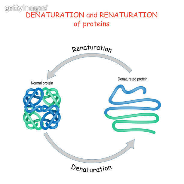 Denaturation and renaturation of protein (1202589193) - 게티이미지뱅크