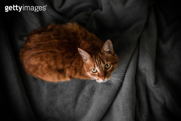 blanket house ginger red cat resting on a gray plaid, cozy picture of ...
