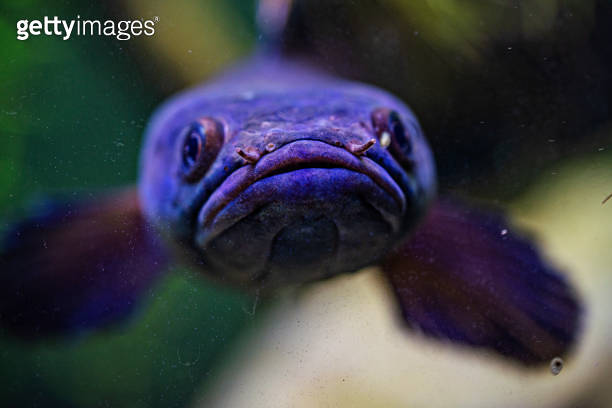 Channa sp Laos Fireback fish in aquarium - Snakehead fish (1283427097 ...