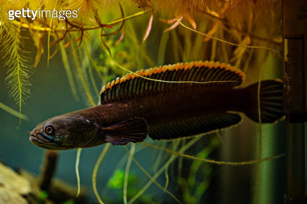 Channa sp Laos Fireback fish in aquarium - Snakehead fish 이미지 ...