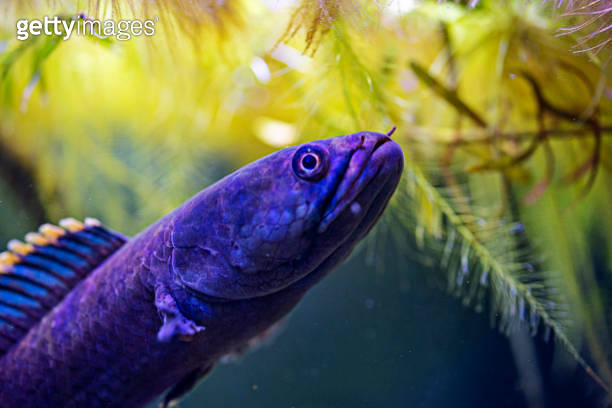 Channa sp Laos Fireback fish in aquarium - Snakehead fish 이미지 ...