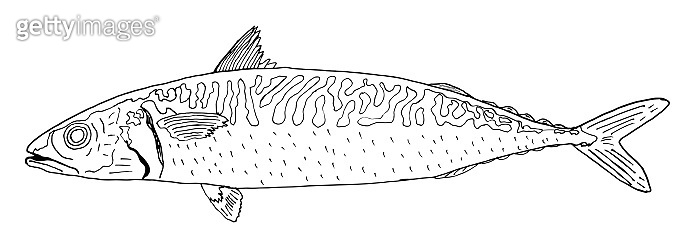 Mackerel fish hand drawn, outline. Isolated on white background. Vector ...