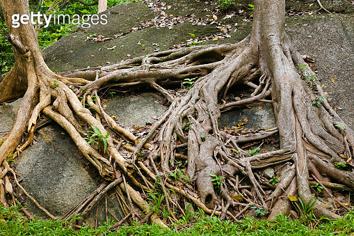 tree roots in the air braided stones (1209619785) - 게티이미지뱅크