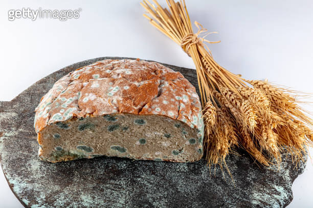 Moldy rotten bread on white background. Inappropriate attitude toward ...
