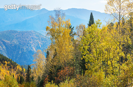 Autumn day in the Sayan mountains. Autumn colors of trees and tops in a ...