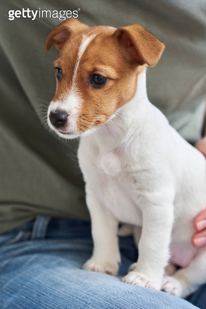 Woman playing with jack russel terrier puppy dog. Good relationships ...
